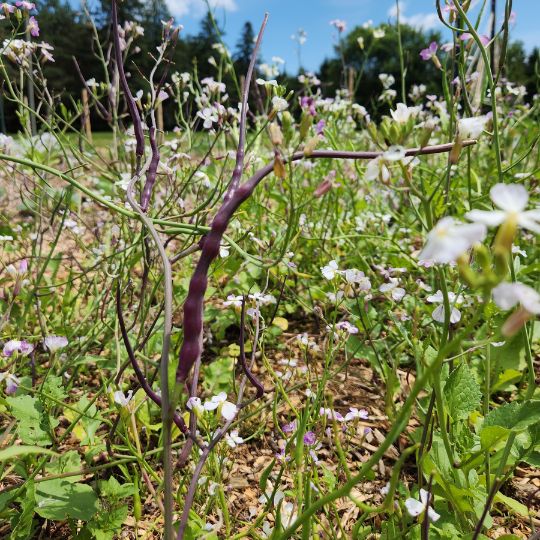 Rat's Tail Radish (Raphanus sativus var. caudatus) | Terre promise